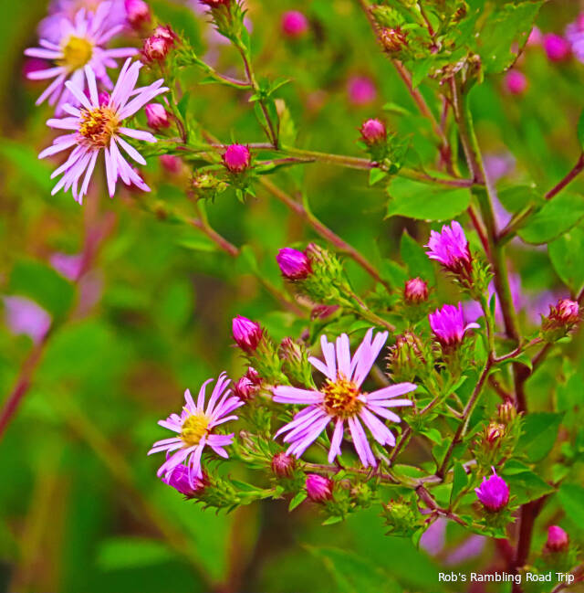Examples of Florida Fall Colors | Rob's Rambling Road Trip