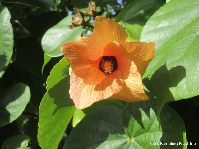 Travel Day to Central Florida | Rob's Rambling Road Trip